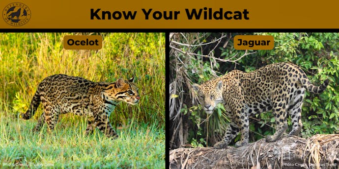 Facts About Ocelots and How You Can Help Save Them | Defenders of Wildlife